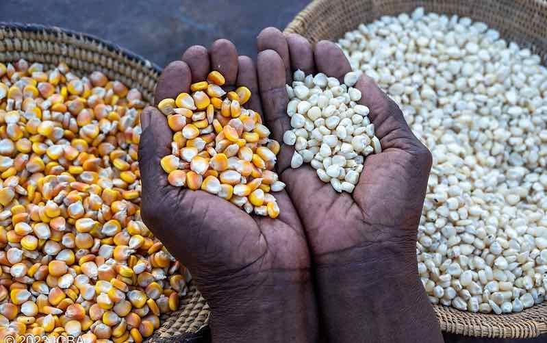 Maize Farming as a Tool for Economic Growth - Heabron